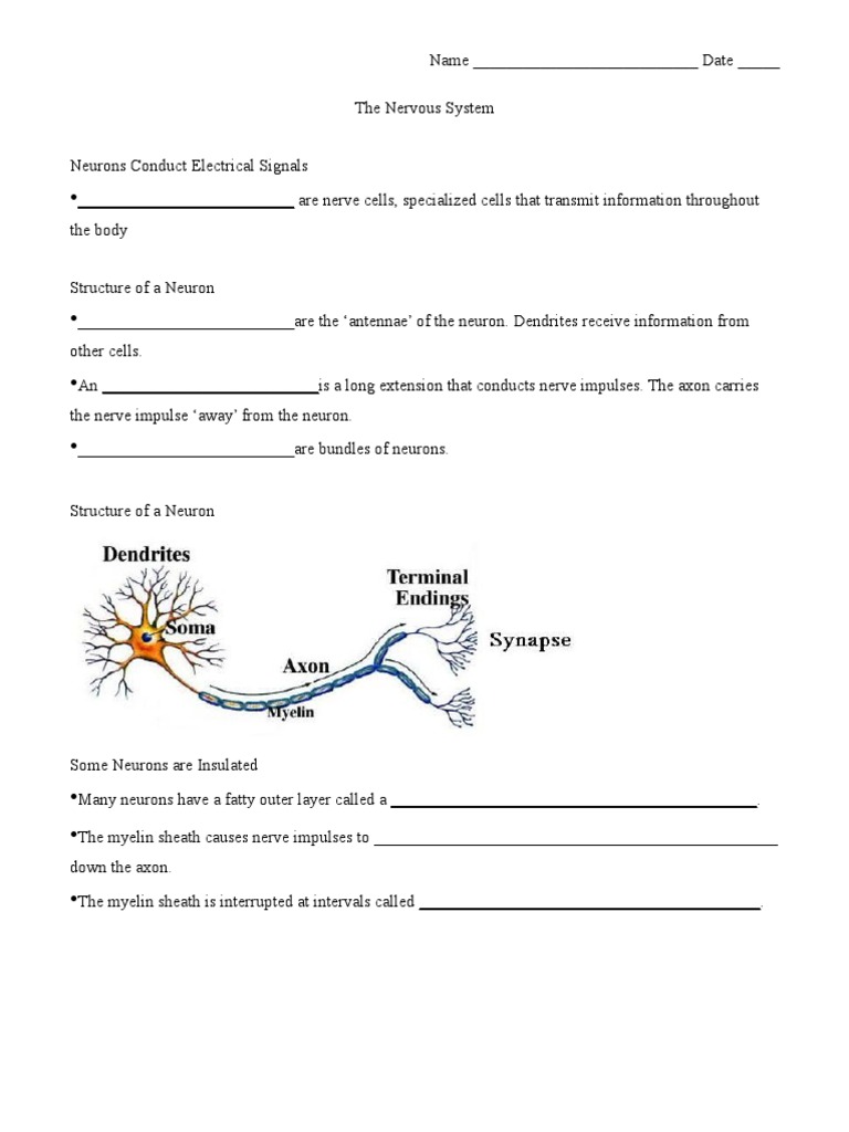 Overview of Neurons and Nervous System | PDF | Nervous System | Neuron