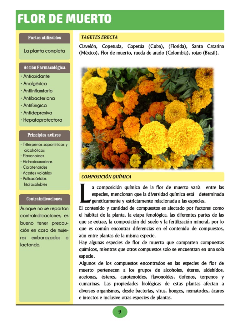 Flor de Muerto | Plantas | Medicina