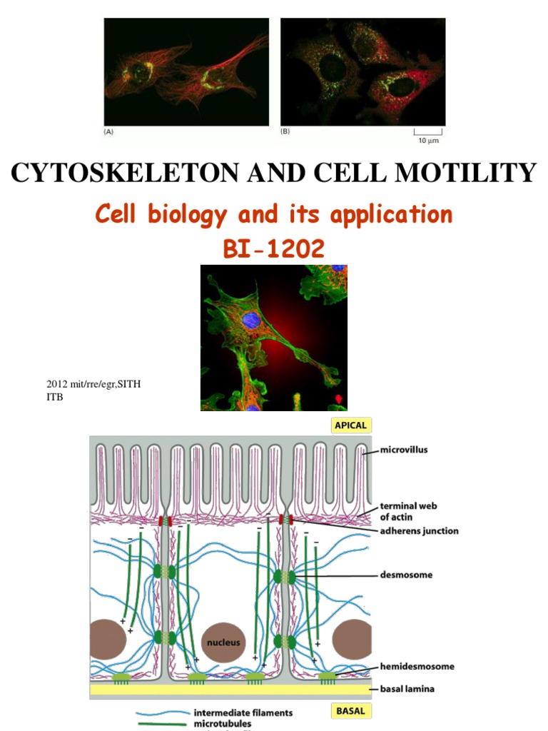 Cytoskeleton and Cell Motility | Microtubule | Cytoskeleton