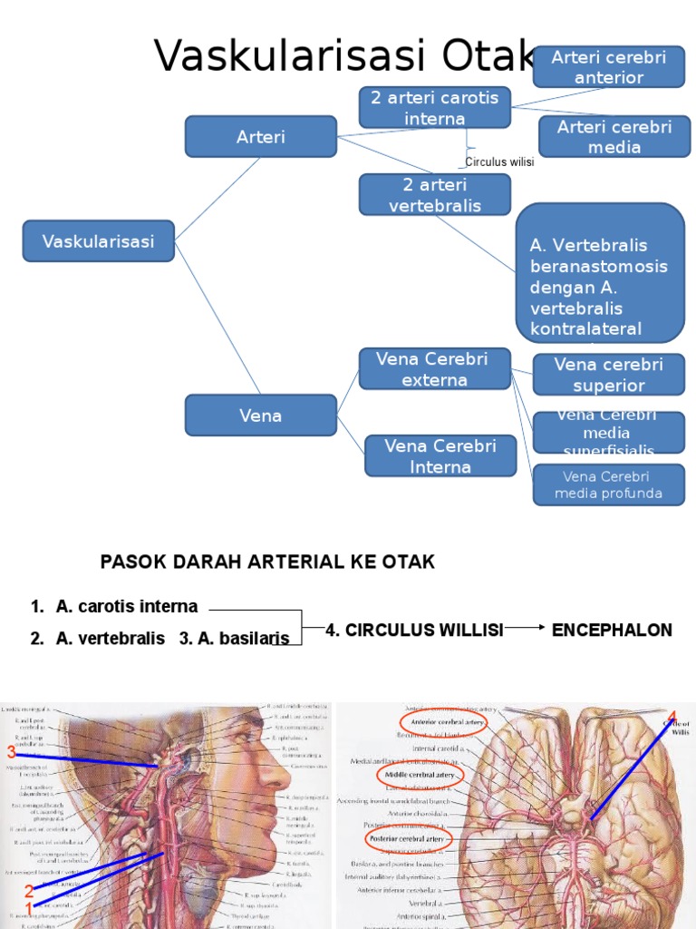 Vaskularisasi Otak | PDF