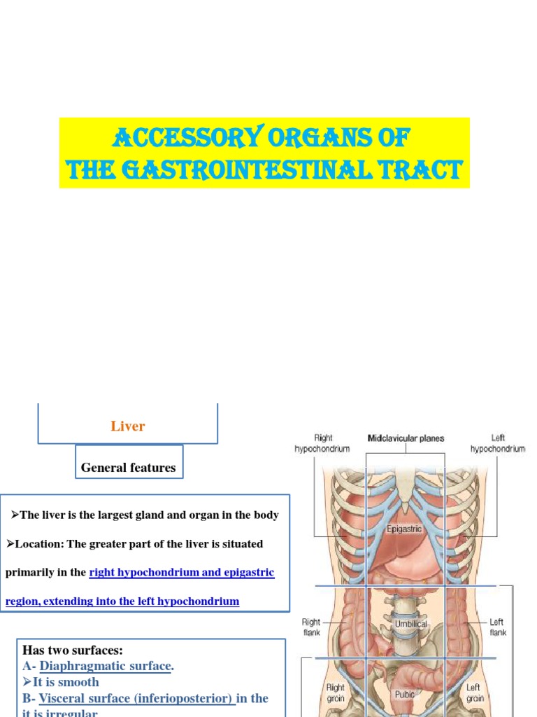 Accessory Organs | PDF | Liver | Pancreas