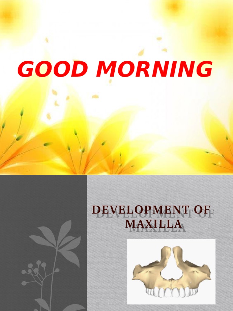 Development of - PPTX Maxilla New | PDF | Musculoskeletal System ...