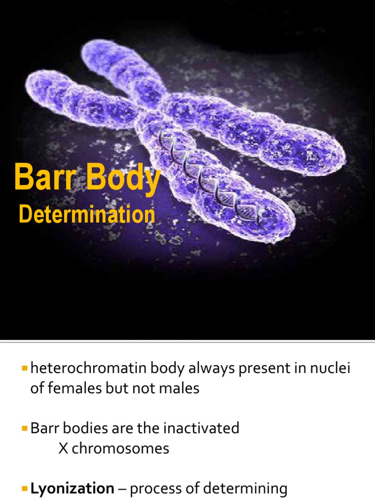 Barr Body | PDF | Wellness | Science & Mathematics