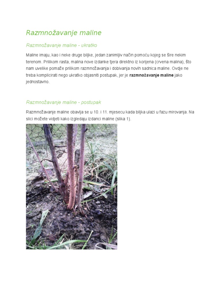 Razmnožavanje Maline | PDF