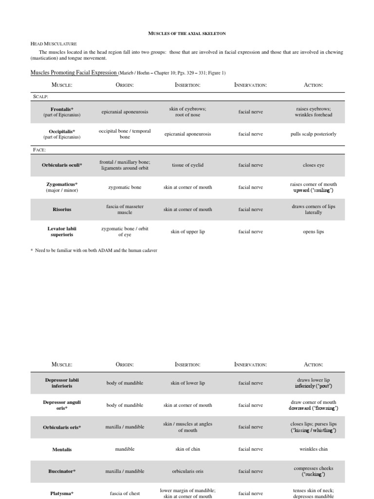 Axial Skeleton Muscles Overview | PDF | Vertebra | Vertebral Column
