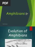 Axolotl Taxonomy | PDF