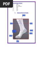Posterior Tibial Tendon Insufficiency (PTTI) - Foot & Ankle ...