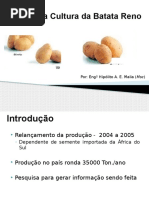 Bitone Projecto Batata Reno1 | PDF | Batata | Agricultura