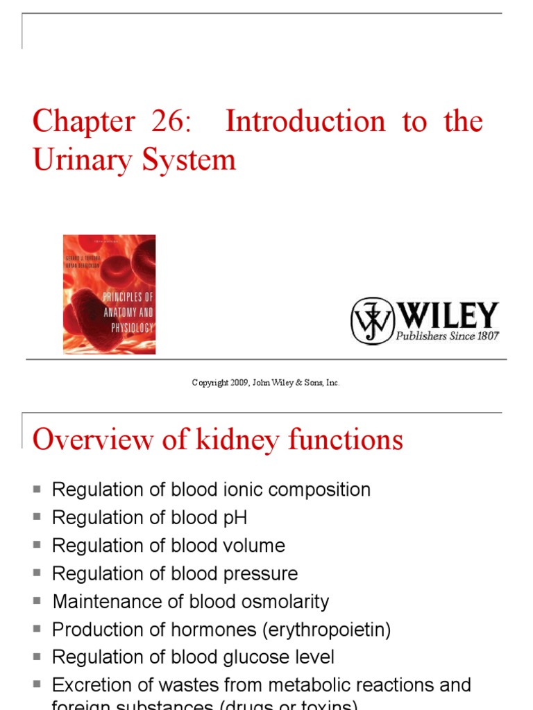 Chapter 26: Introduction To The Urinary System | PDF | Kidney | Orthography