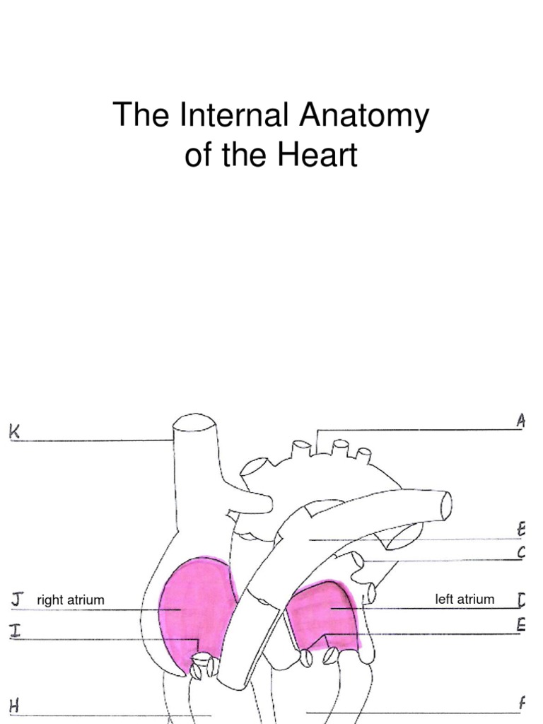 Internal Anatomy of The Heart | PDF