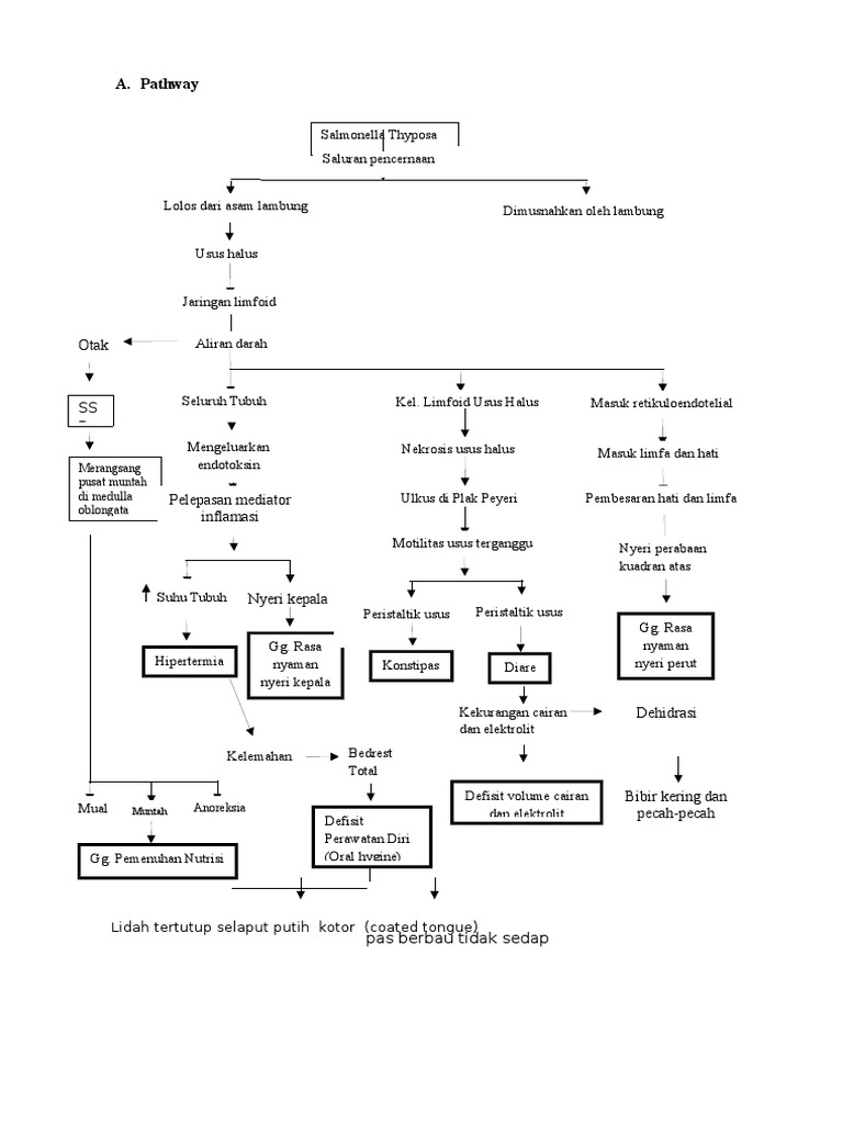 Pathway Thypoid | PDF