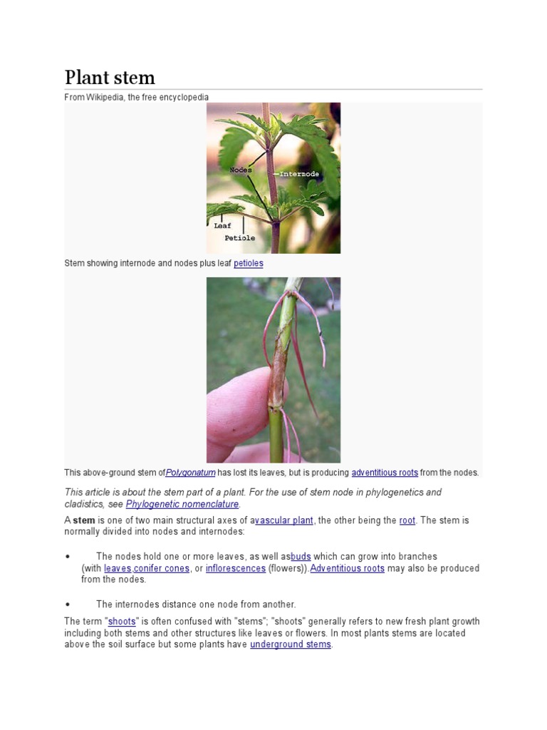 Plant Stem: From Wikipedia, The Free Encyclopedia | PDF