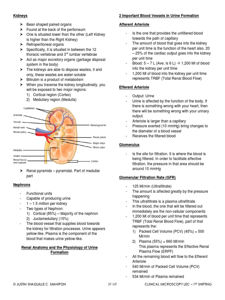 Kidneys | PDF | Kidney | Animal Anatomy