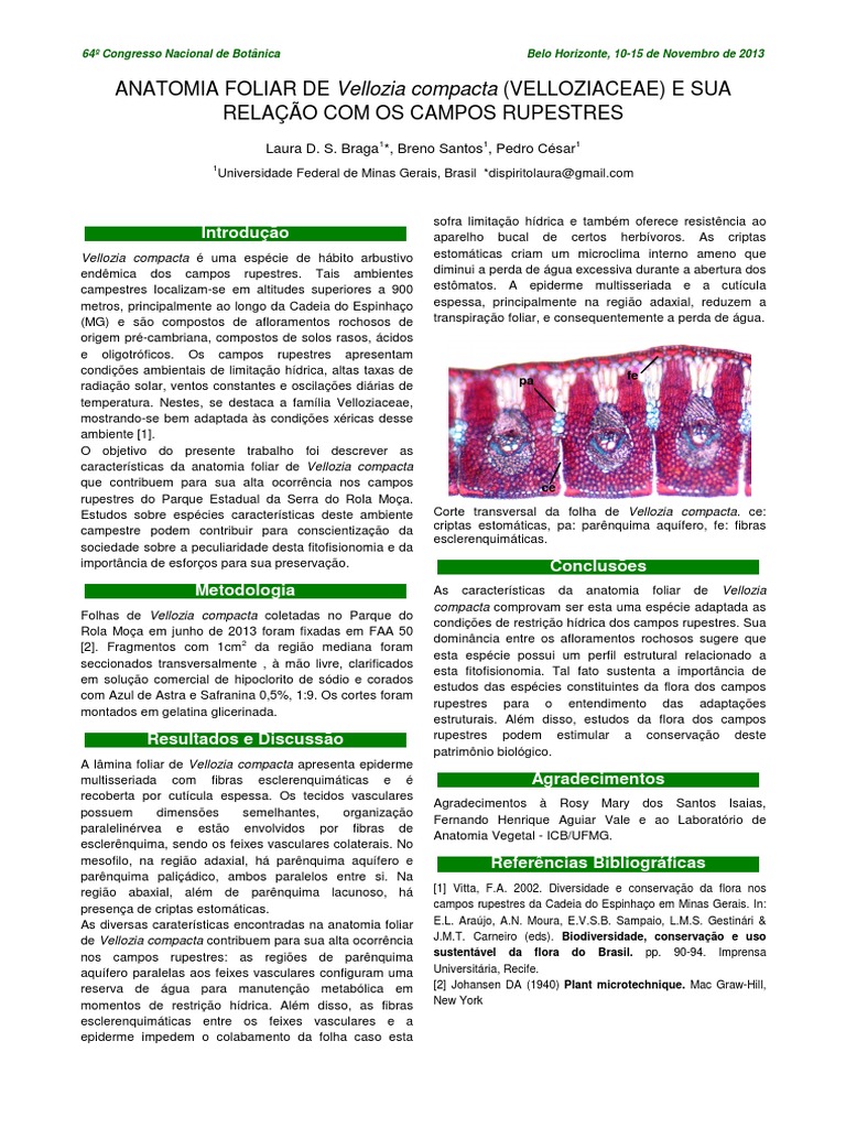 ANATOMIA FOLIAR DE Vellozia Compacta (VELLOZIACEAE) E SUA RELAÇÃO COM ...