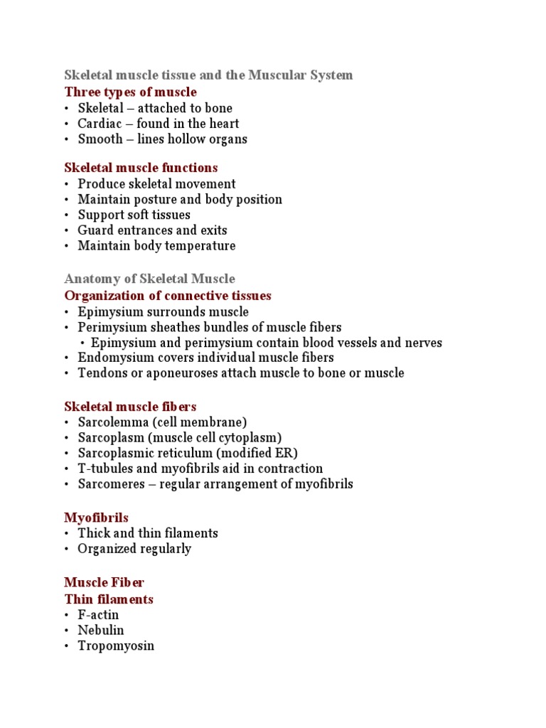 Skeletal Muscle Tissue and The Muscular System | PDF