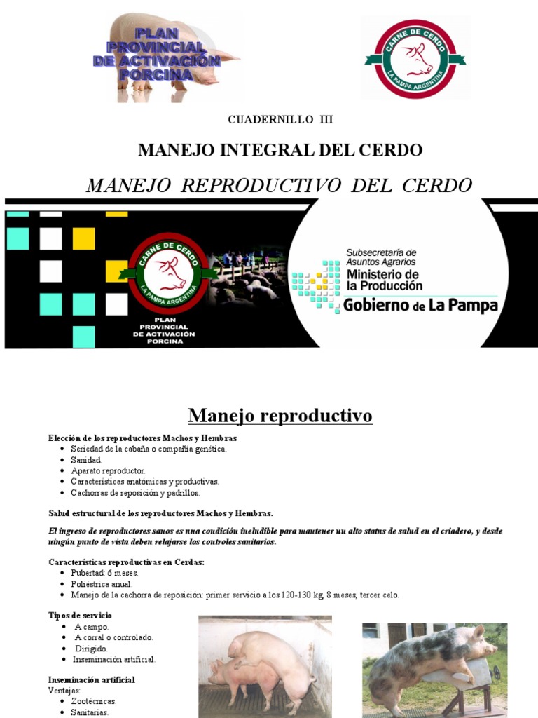 Manejo reproductivo integral del cerdo: factores clave para lograr ...
