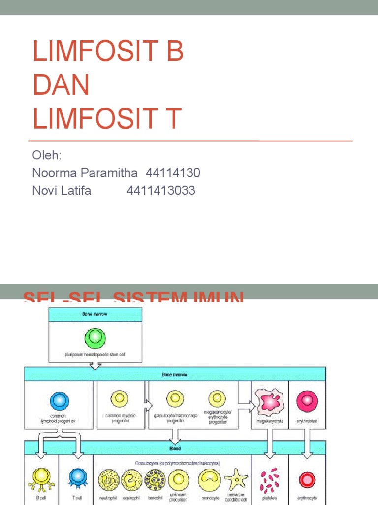Limfosit B and T y | PDF | Sel T Pembantu | Sel T Sitotoksik