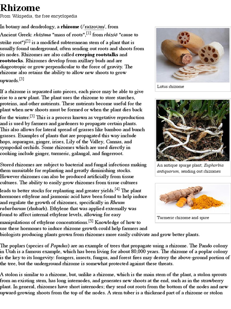 Rhizome | PDF | Horticultural Techniques | Landscape Architecture