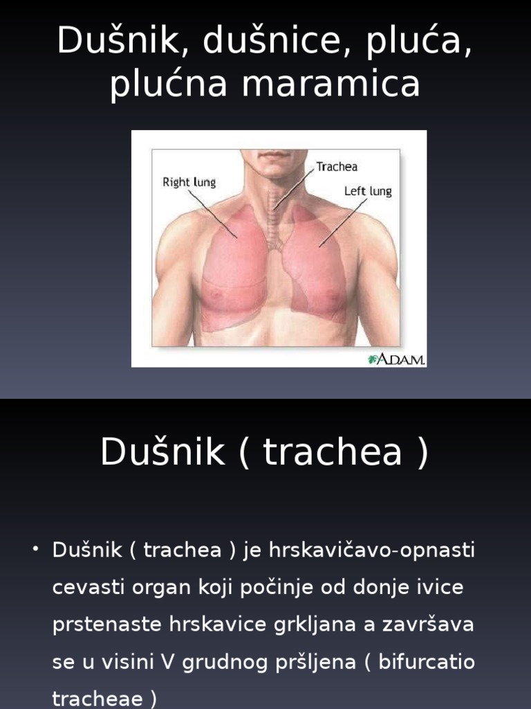 Data-Dušnik, Dušnice, Pluća, Plućna Maramica | PDF