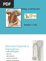 Triangulo de Farabeuf | PDF | Anatomía humana | Cabeza y cuello humanos