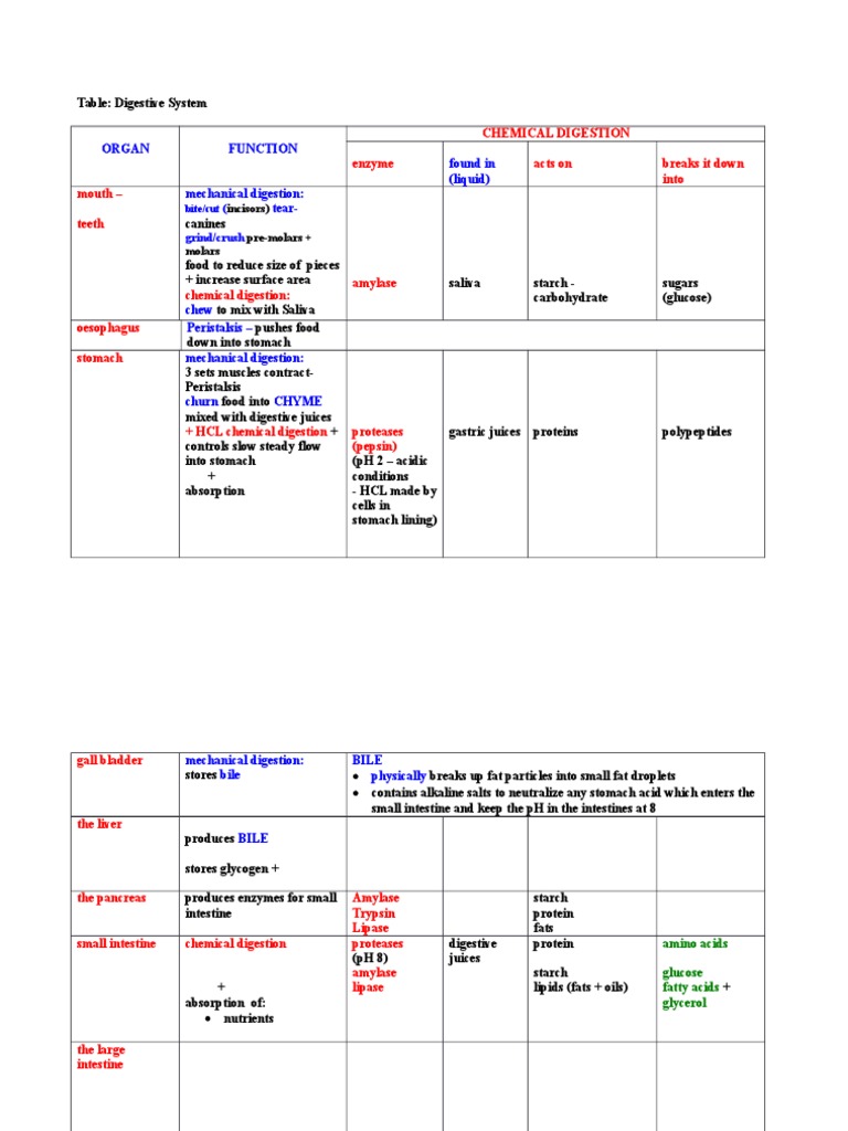 Table Showing Digestive System | PDF