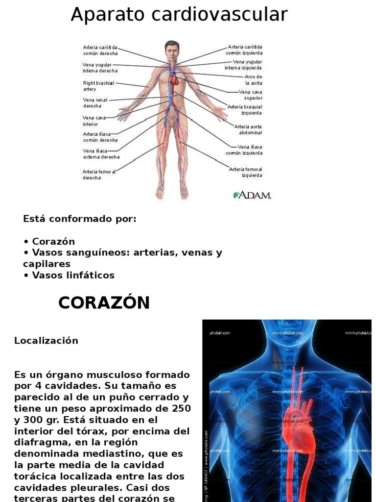 Aparato Cardiovascular | Arteria | Corazón