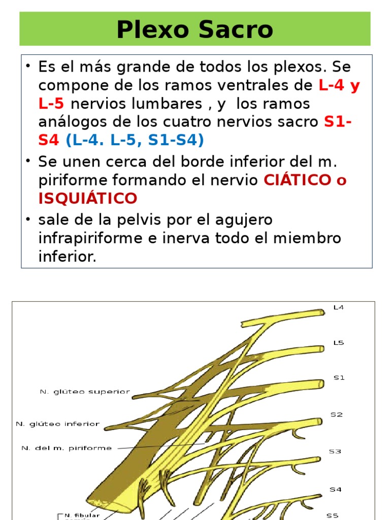 Estructura y Función del Plexo Sacro | PDF