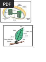 Manager: Figure 1.1 Zu Fruta's Entrepreneurial Chart | PDF