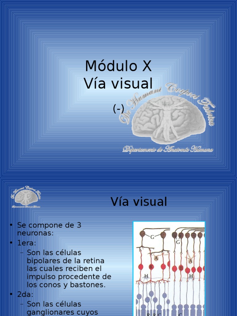 Via Visual Modificado | PDF | Percepción visual | Visión