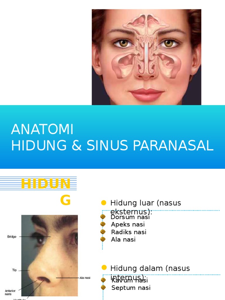 Anatomi Hidung | PDF