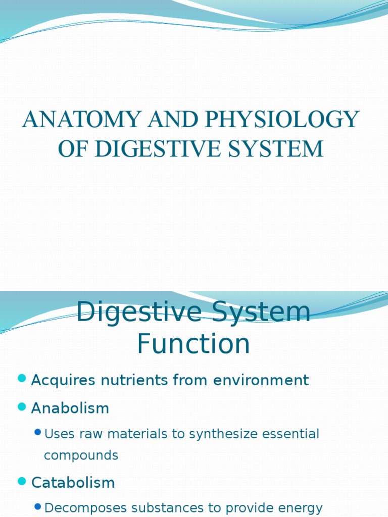 Digestive System Anatomy & Functions | PDF | Human Digestive System ...