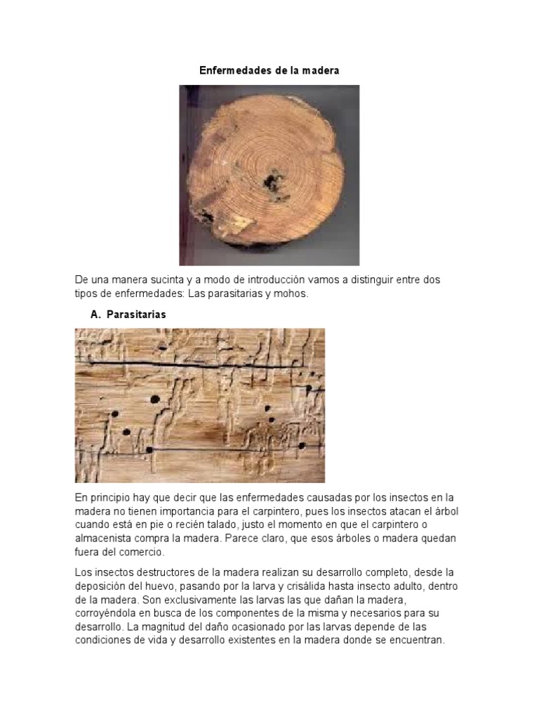 Enfermedades de La Madera | PDF | Madera | Insectos