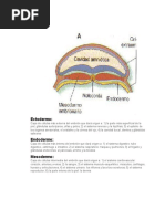 PT5 Hojas Embrionarias | PDF | Embrión | Sistema nervioso