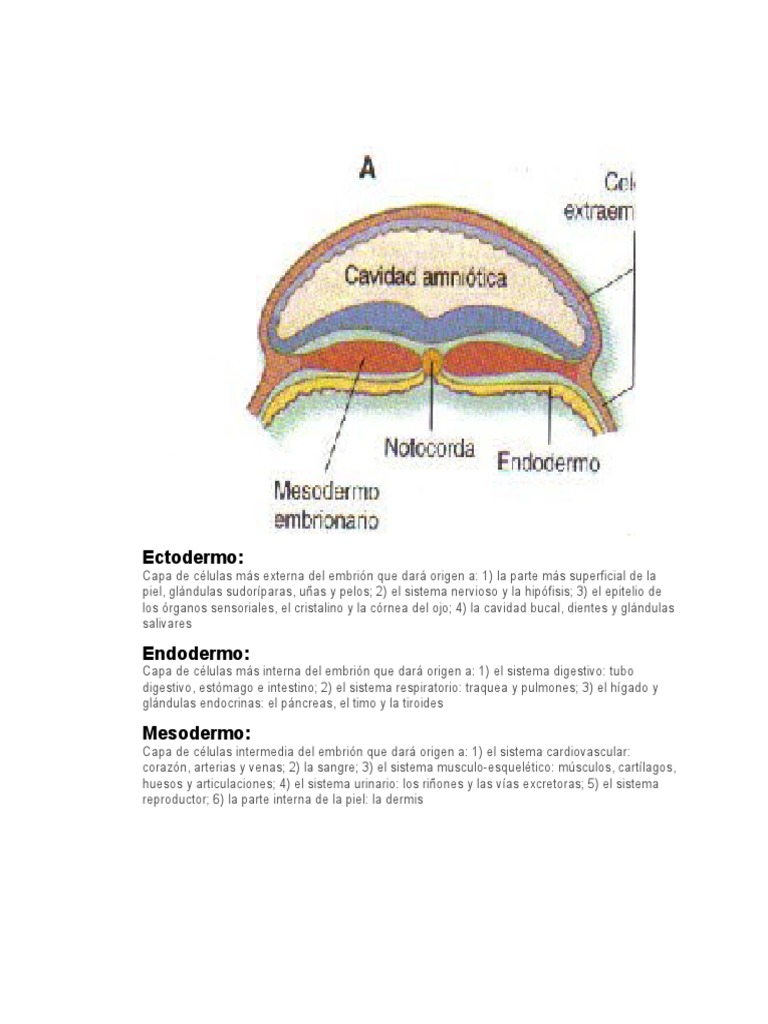 Ectodermo | PDF | Anatomía | Science