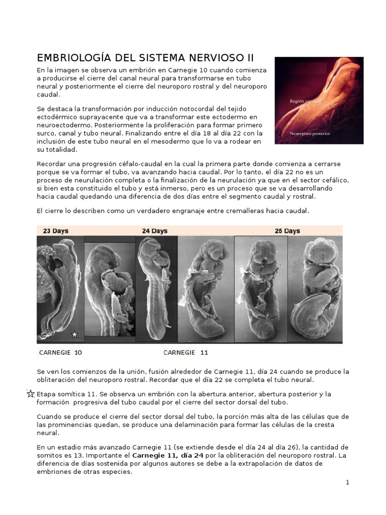Desarrollo del sistema nervioso central desde la neurulación hasta la ...