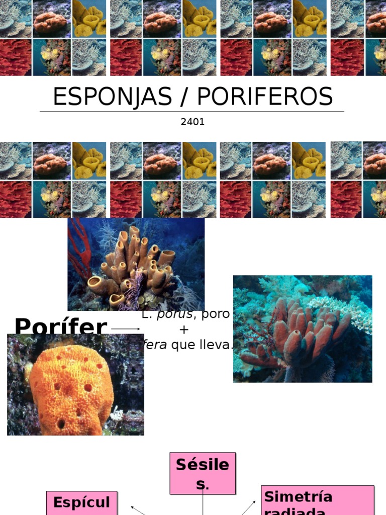 ESPONJAS, parazoos. | Esponja | Zoología