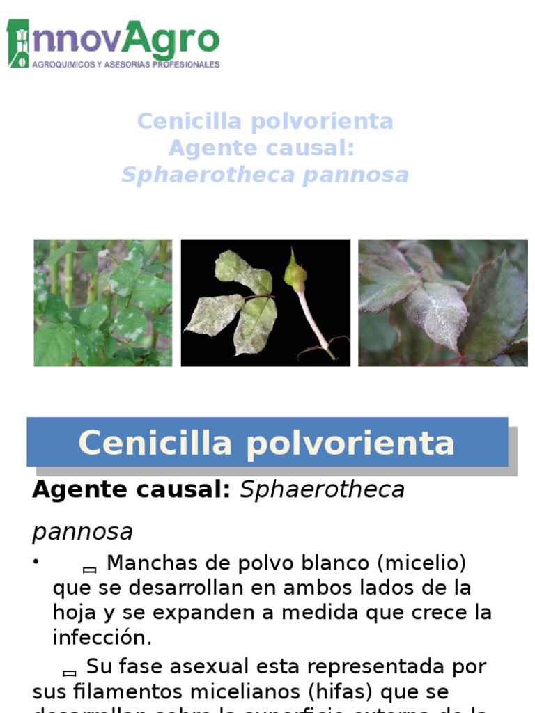 Presentacion Cenicilla | PDF