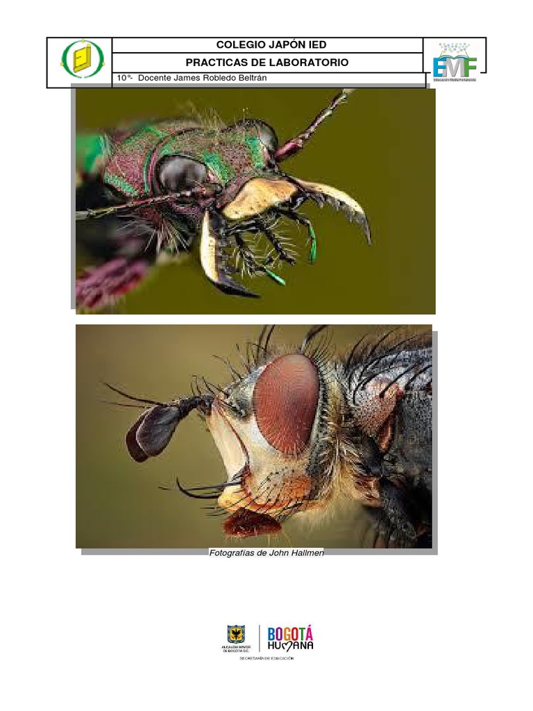 Guia Laboratorio # 1 Anatomia de Insectos | Laboratorios | Insectos