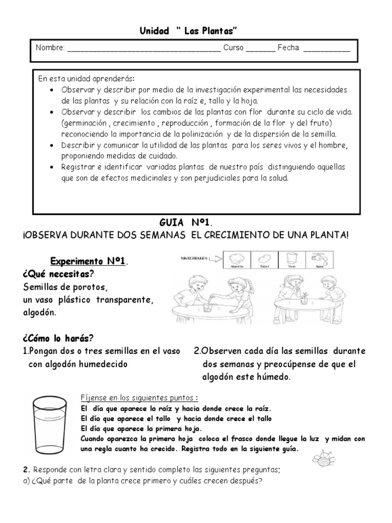 Guia de Las Plantas Estructura y Funcion de Las Partes de Las Plantas ...