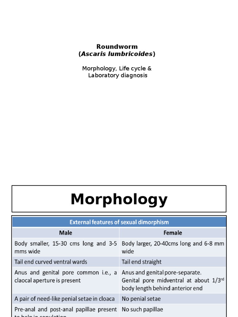 Roundworm (Ascaris Lumbricoides) : Morphology, Life Cycle & Laboratory ...