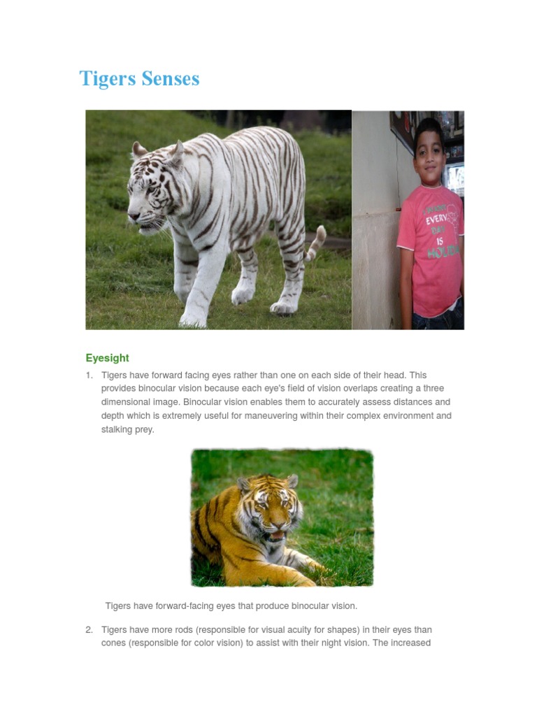 Tigers Senses | PDF | Eye | Visual Perception