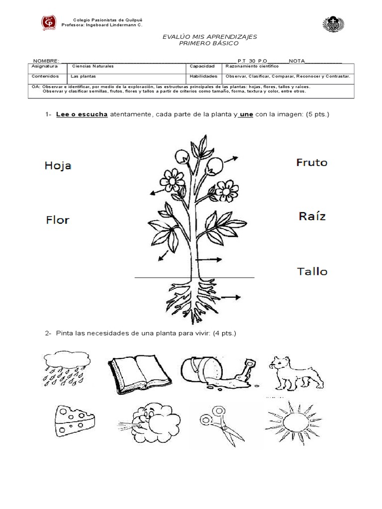 Prueba Las Plantas | PDF | Crecimiento personal y profesional