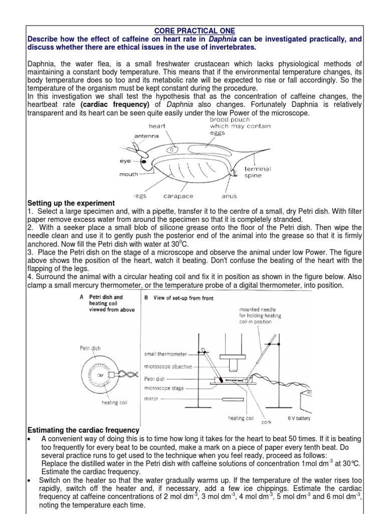 List of Core Practicals For Edexcel Biology As Exam 2010 | PDF ...