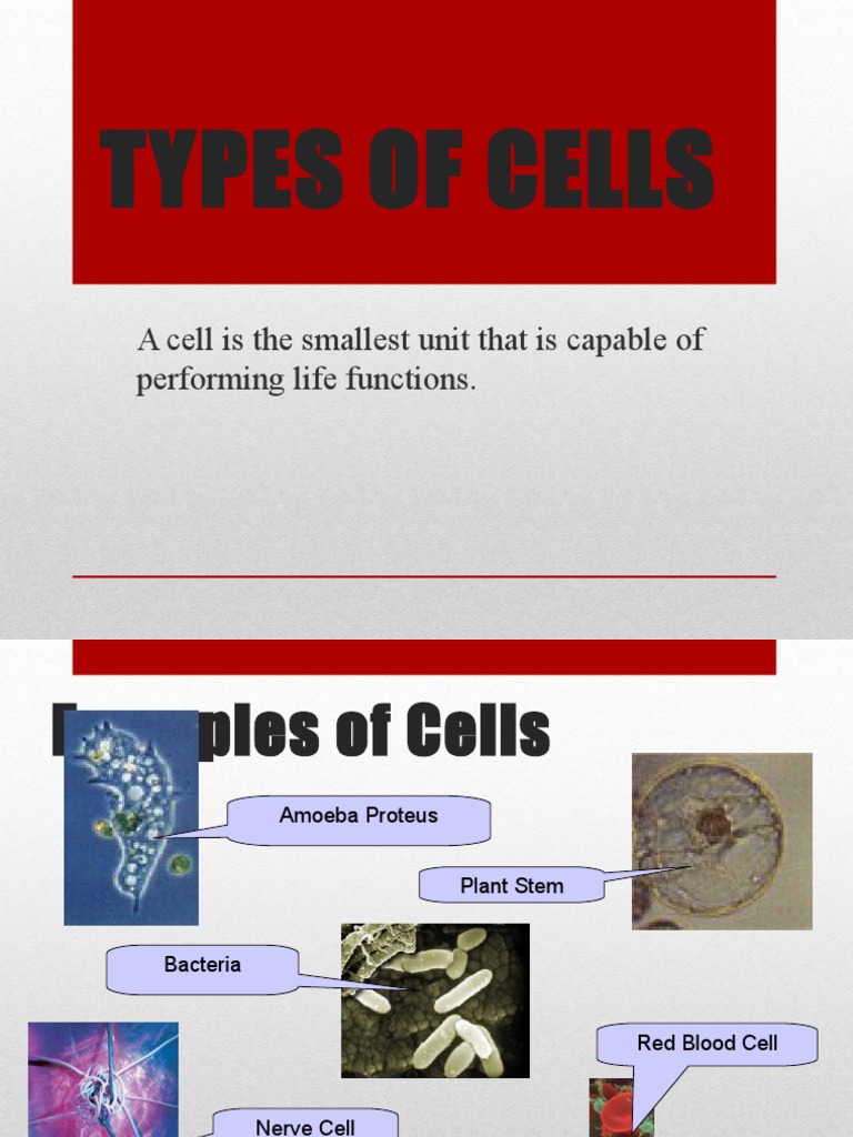Types of Prokaryotic and Eukaryotic Cells | PDF