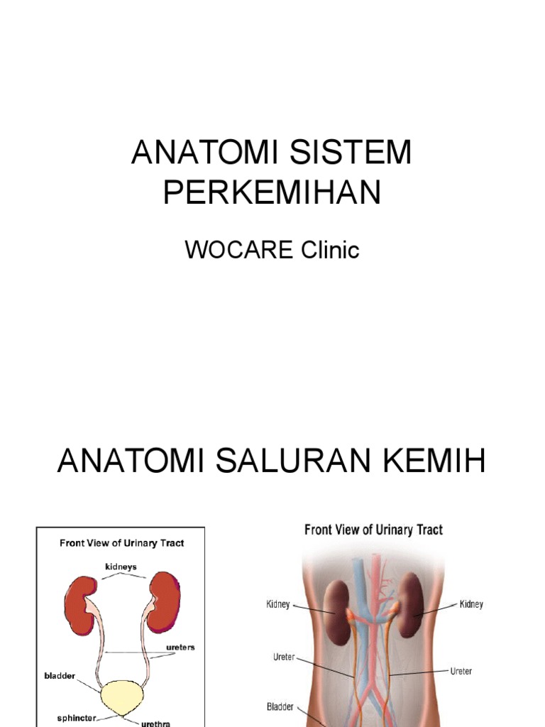 Anatomi Sistem Perkemihan: WOCARE Clinic | PDF | Urinary Bladder | Urine