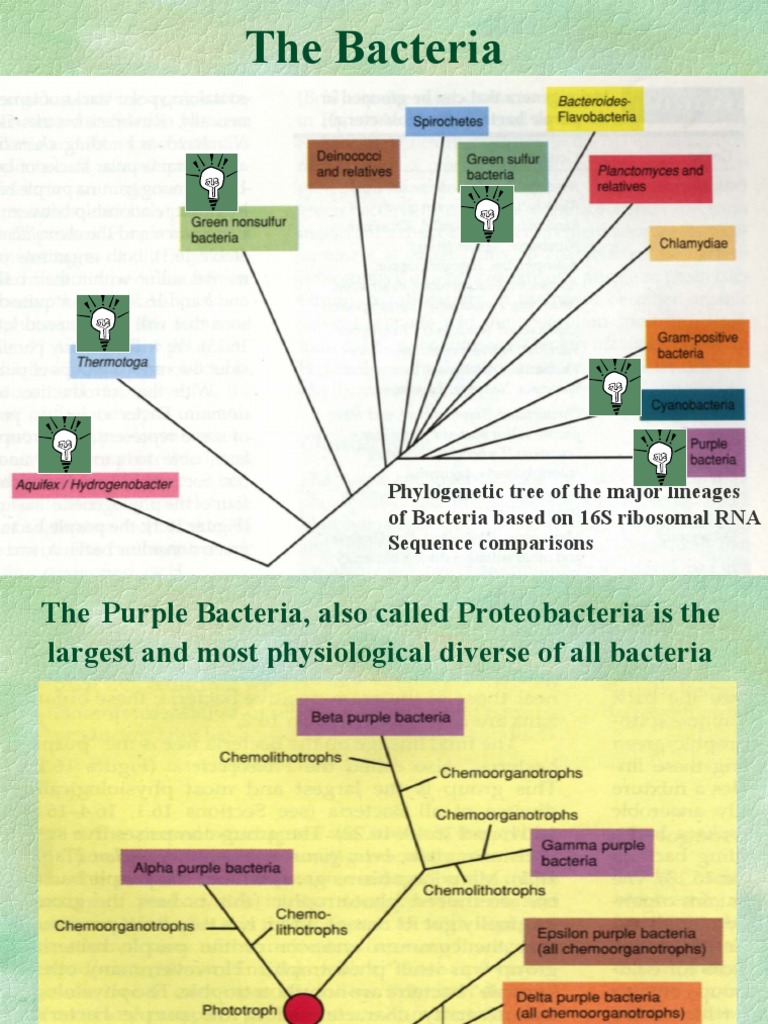 The Bacteria: Phylogenetic Tree of The Major Lineages of Bacteria Based ...