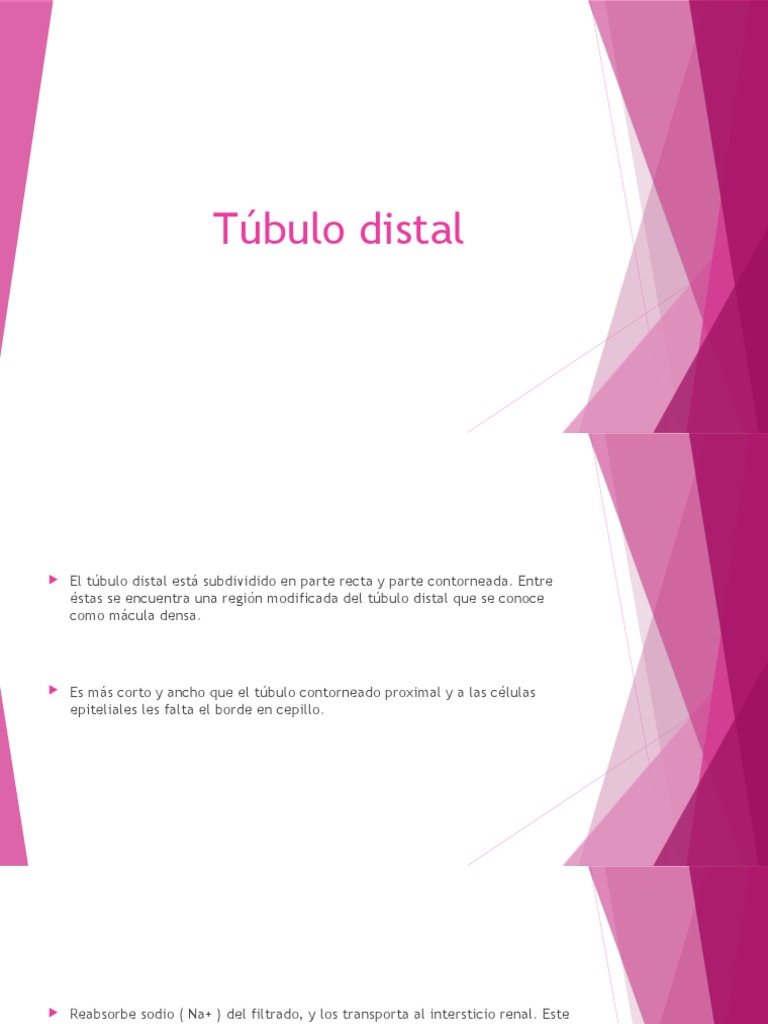 Túbulo Distal | PDF | Anatomía | Riñón
