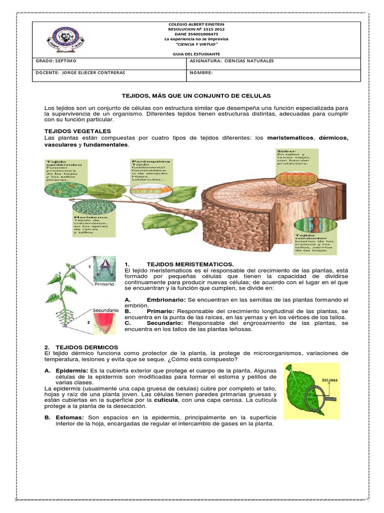 Guia Grado 7 Biologia Tejidos Vegetales | Plantas | Hoja