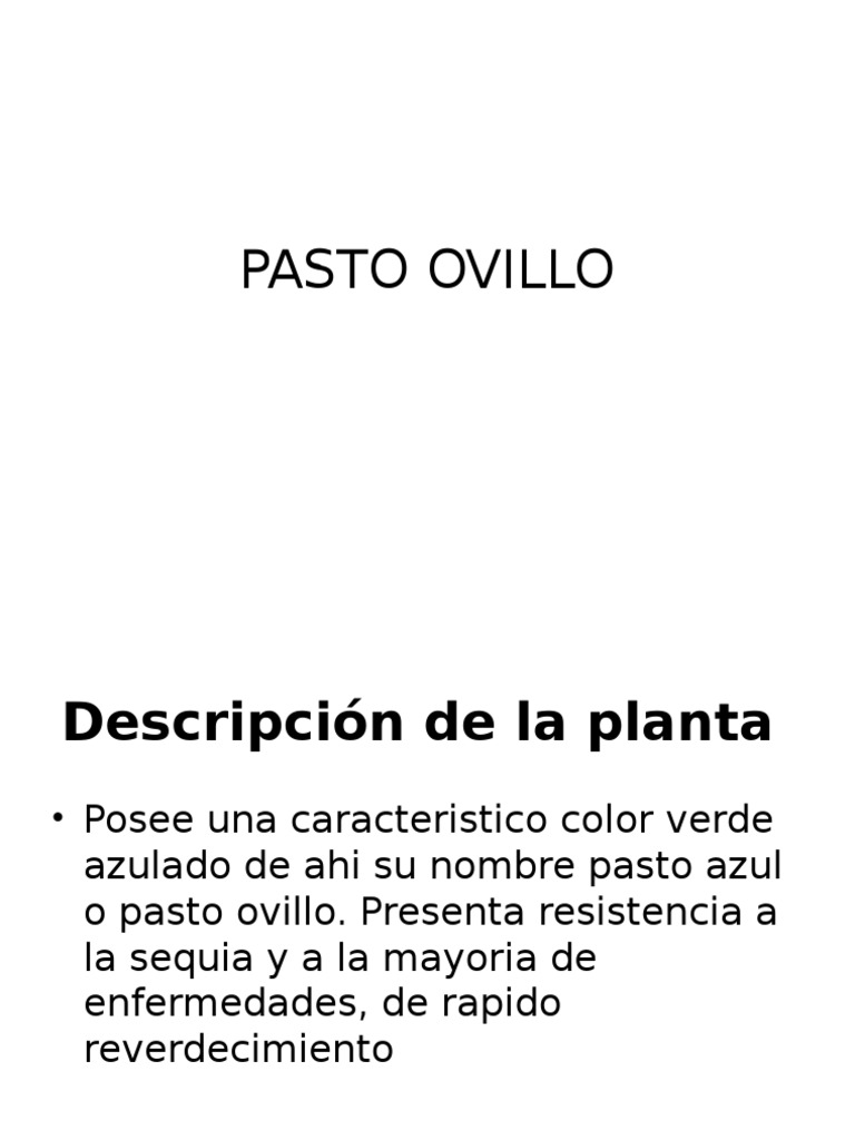Pasto Ovillo | PDF | Plantas | Agricultura