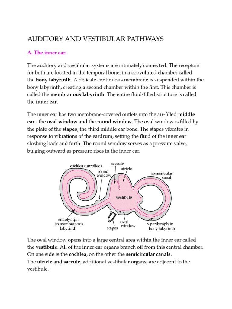 Auditory and Vestibular Pathways | PDF | Auditory System | Ear